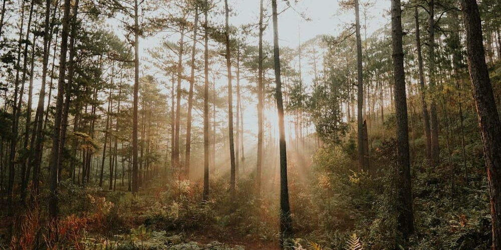 Biomass Boom Threatens Southeast Asia's Forests and Biodiversity ...